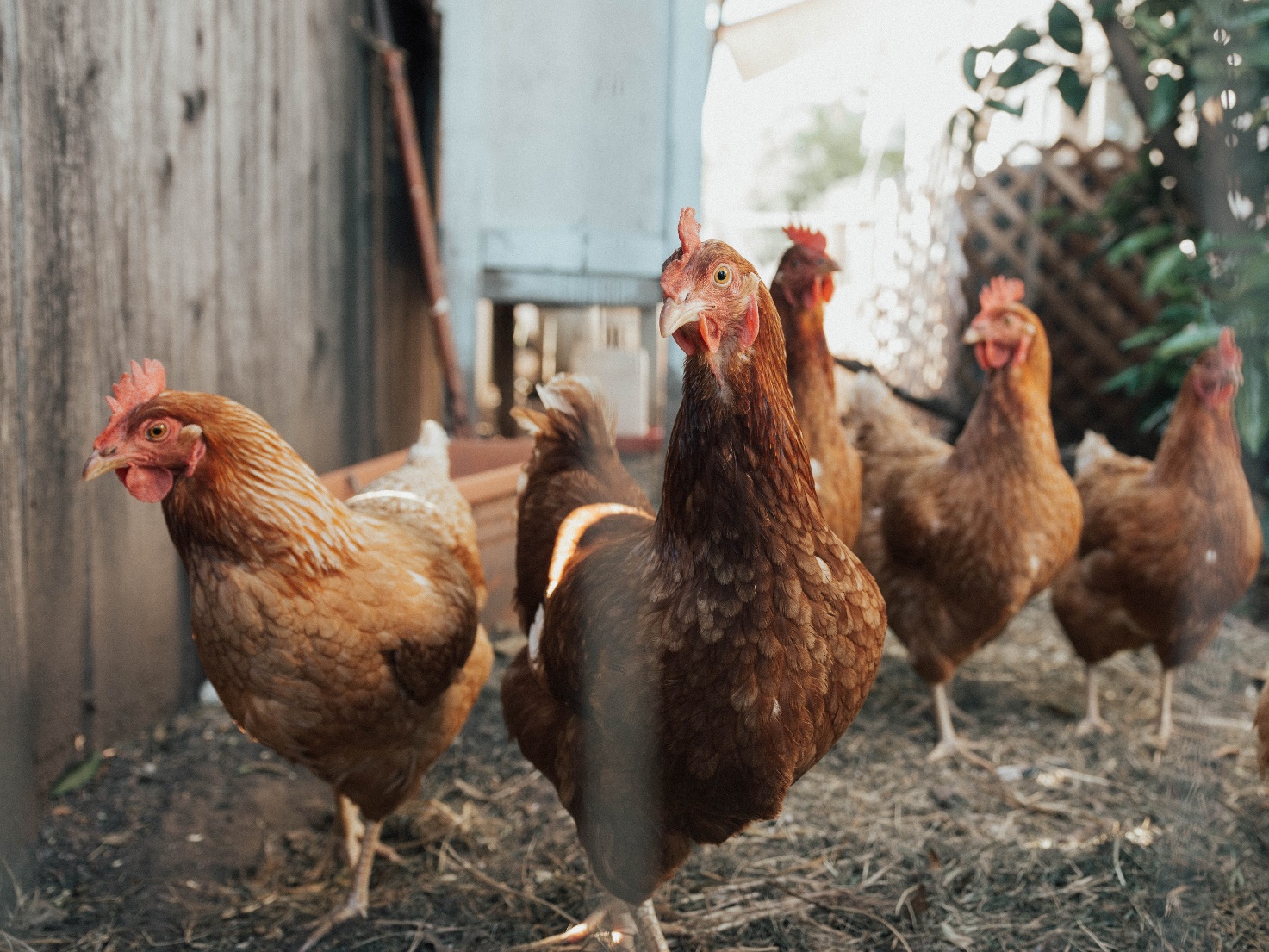 Quali Sono le Migliori Razze di Galline Ovaiole | Cucciolotta