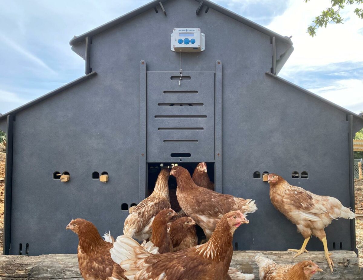 Quali Sono le Migliori Razze di Galline Ovaiole | Cucciolotta