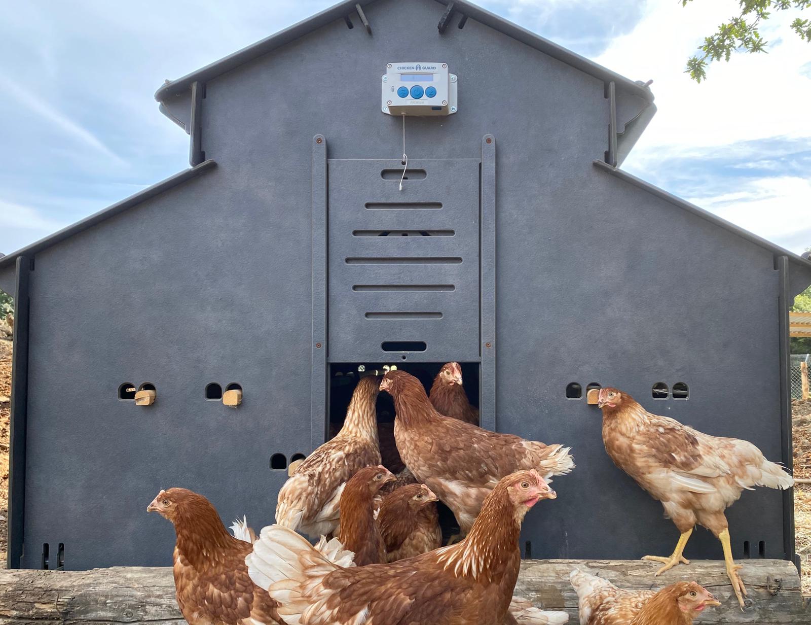 Quali Sono le Migliori Razze di Galline Ovaiole | Cucciolotta