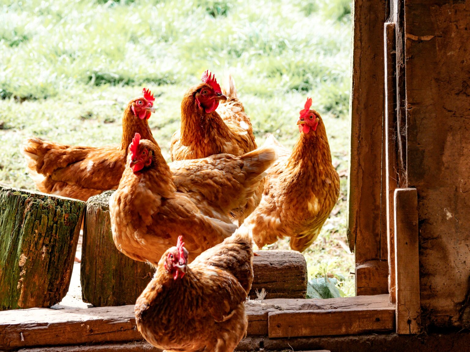 Grande pollaio fino a 48 galline ovaiole - allevamento BIO uova fresche ...